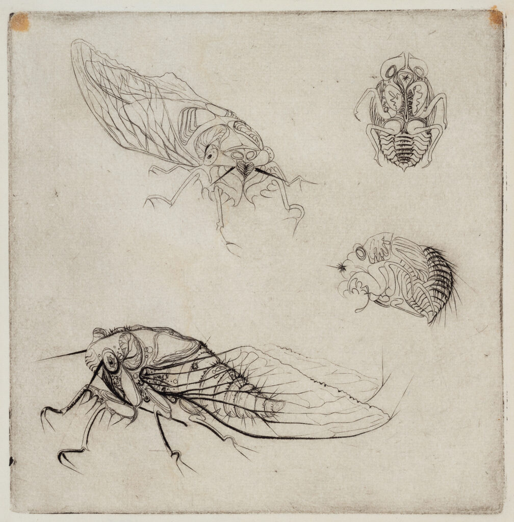 Study of Insects #1 - Wichita Art Museum