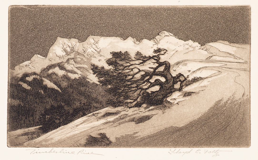 Timberline Pine - Wichita Art Museum