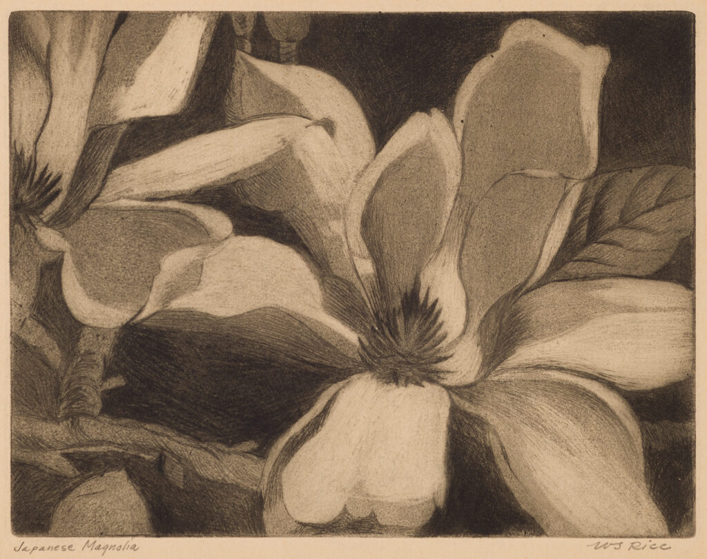 Japanese Magnolia - Wichita Art Museum