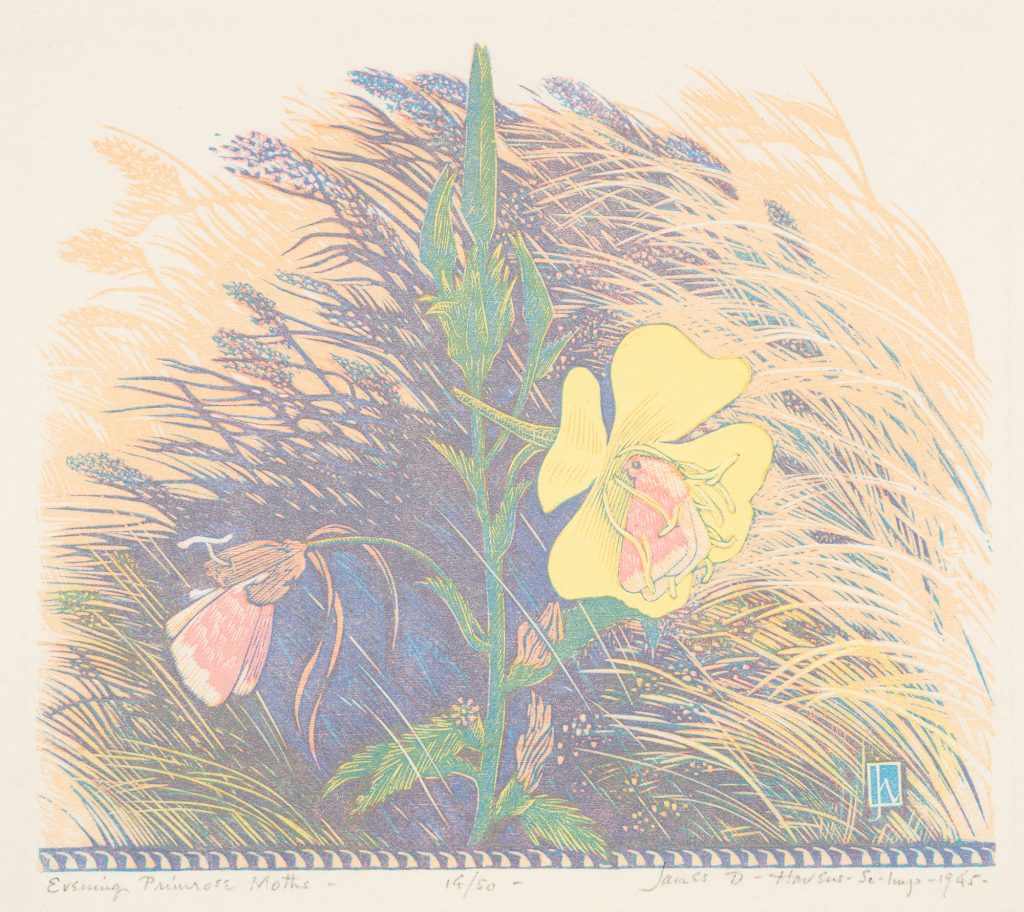 Evening Primrose Moths - Wichita Art Museum